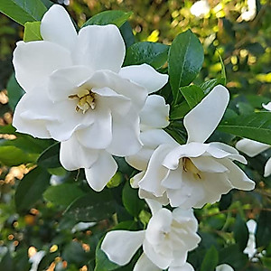 Southern Living Plant Collection Jubilation Gardenia, 2.5 Quart, White Fragrant Blooms and Glossy Green Foliage