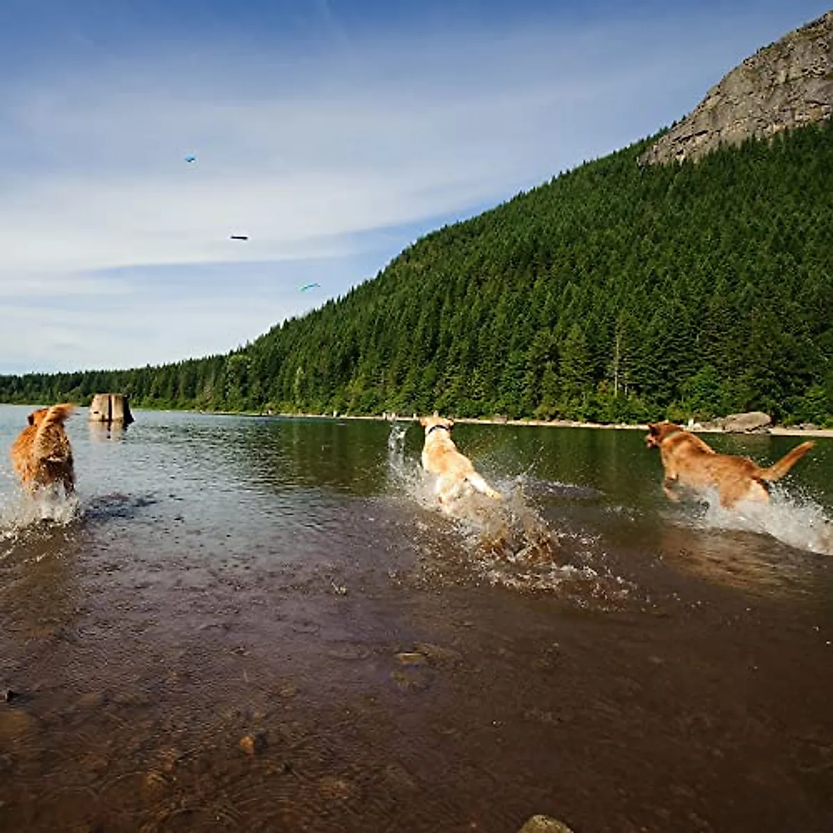 ChuckIt! Paraflight Flyer Dog Frisbee Toy Floats On Water; Gentle On Dog's Teeth And Gums; Large