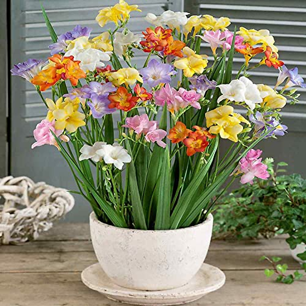 Outsidepride Freesia Garden Cut Flower Seed Mix for Vases, Bouquets - 100 Seeds
