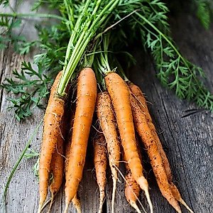 Carrot Seeds (Organic) - Danvers 126-1/4 Pound - Vegetable Seeds, Heirloom Seed, Open Pollinated Seed, Organic Seed Easy to Grow & Maintain, Root Vegetable, Culinary