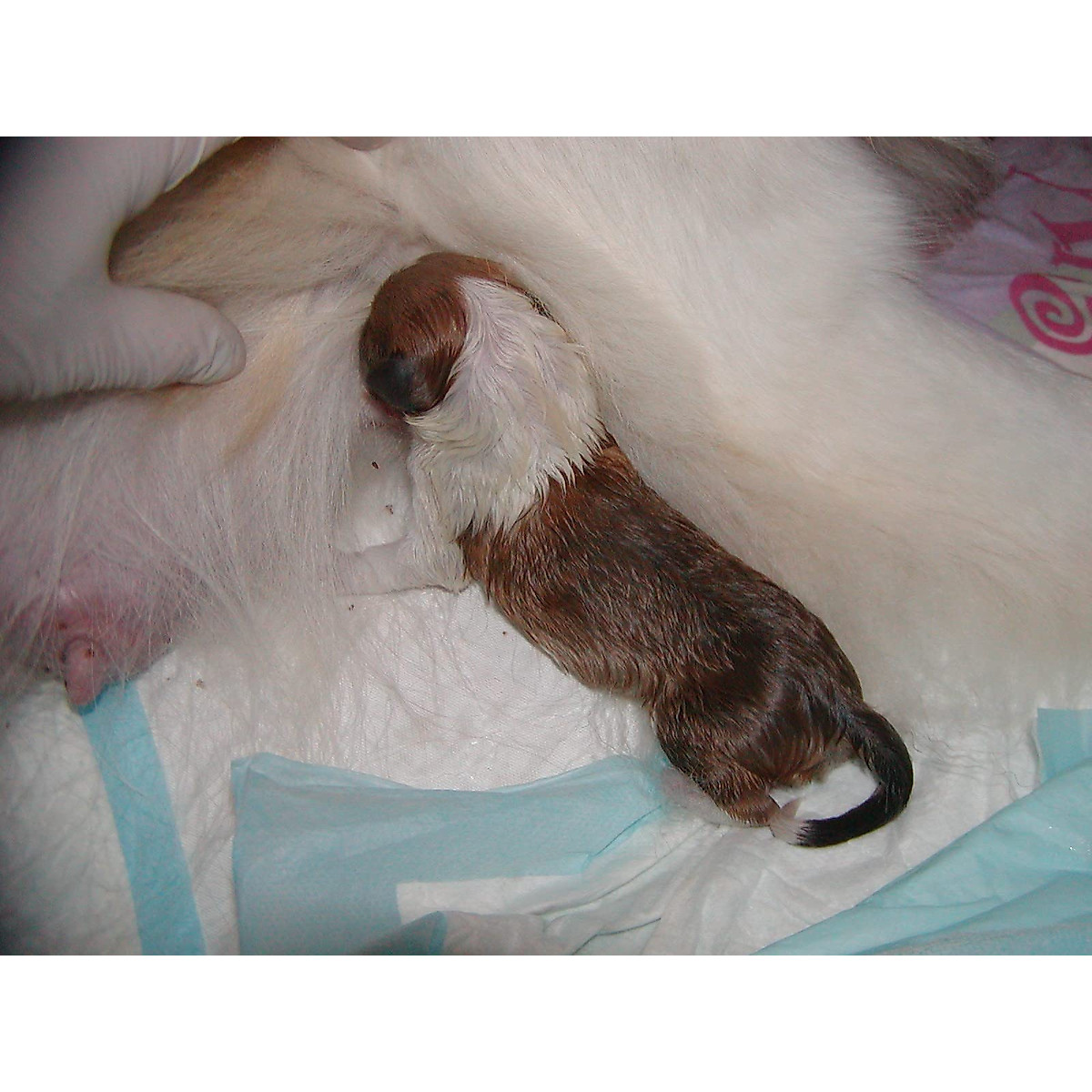 Puppy Express Whelping Kit for up to 12 for Puppies Dogs