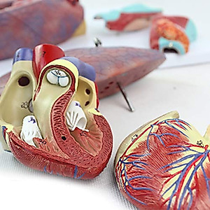 BONEW Human Medical Chest/Throat Anatomy Larynx Heart and Lung Anatomical Model with 51 Parts Indication Signs