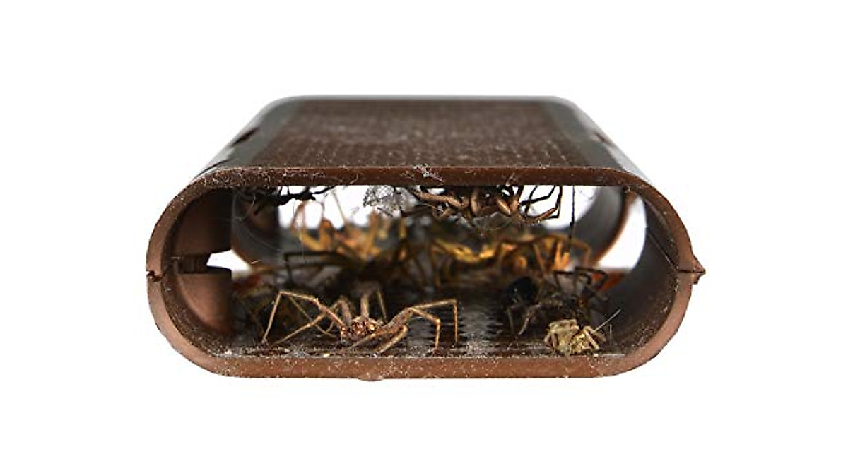 RESCUE! Spider Traps – Catches Brown Recluse, Hobo Spiders, Black ...