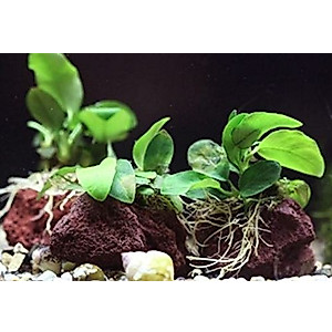 Greenpro (Anubias Nana Petite Lava Stone) Anubias, Java Fern, Moss and More! Freshwater Live Aquarium Plants on Driftwood for Aquatic Tropical Fish Tank Decorations - Easy to Drop
