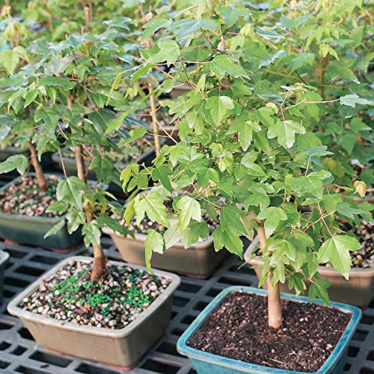 Brussel's Bonsai Live Trident Maple Outdoor Bonsai Tree 5 Years Old 8"-12" Tall with Decorative Container, Medium