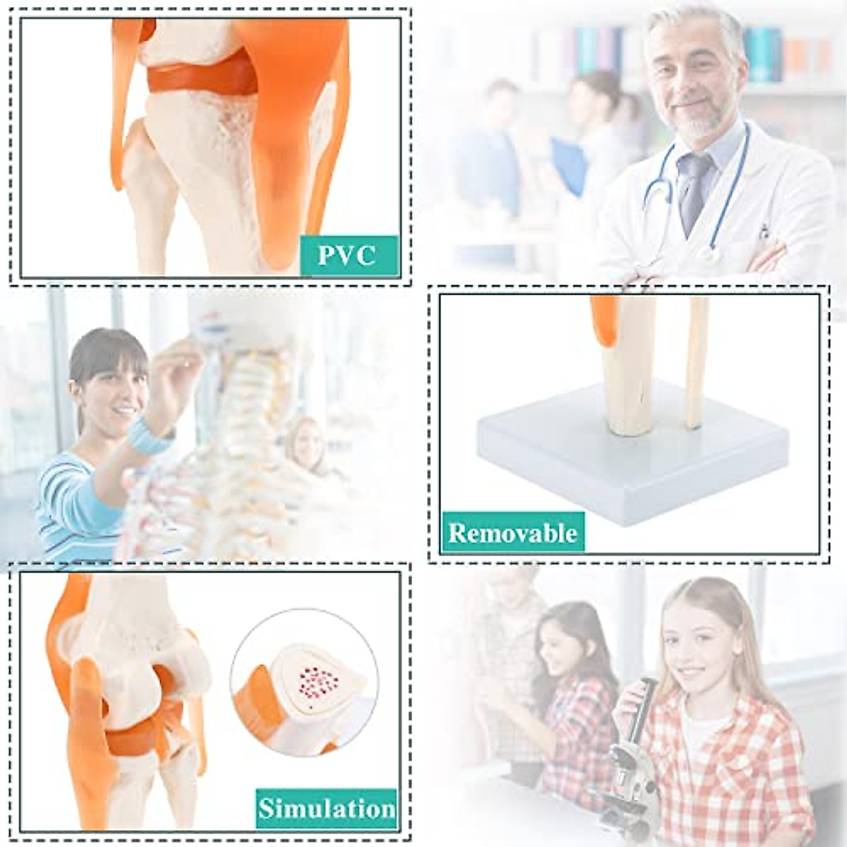 RONTEN Anatomical Knee Model, Flexible 1:1 Scientific Life Size Human Knee Model with Ligament, Teaching Tool for for Doctors Office Educational Anatomy Tool