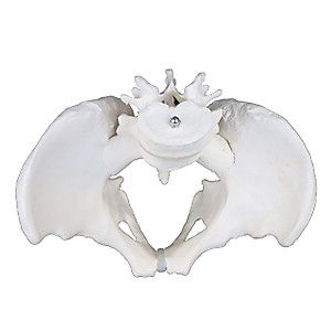 Vision Scientific VAP270 Life-Size Male Pelvic with 4th & 5th Lumbar Vertebrae | Intervertebral Discs, Sacrum and Coccyx