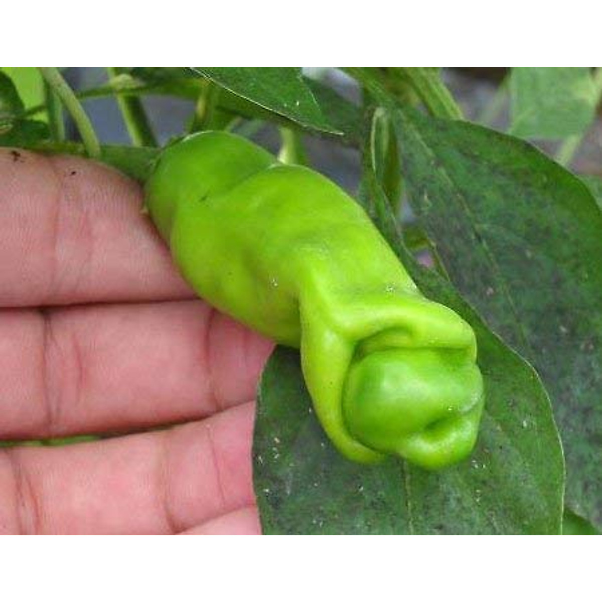 1312-Penis Peter Pepper Mix (Capsicum chinense) Seeds by Robsrareandgiantseeds UPC0764425789666 Bonsai,Non-GMO, Hottest,Organic,Historic,Super Hot, 1312 Package of 10 Seeds