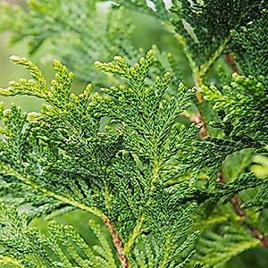 PERFECT PLANTS Thuja Green Giant 1 Gallon | Privacy Evergreen Arborvitae | Adaptable Lush Green Foliage