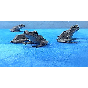 Josh's Frogs Frog Foam Terrarium Liner (12x12 Glass Terrarium)