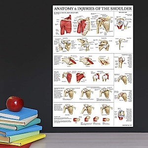 Palace Learning 2 Pack - Anatomy and Injuries of The Shoulder & Hip Poster Set - Anatomical Chart Set - Laminated 18" x 24"
