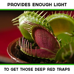 Venus Fly Trap Terrarium - for Indoor Growing - Perfect for Growing Carnivorous Plants Indoors - 16 Hour Automatic Timer -