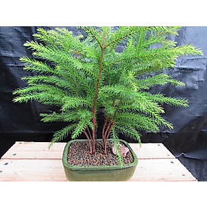 Norfolk Island Pine Bonsai Tree (Medium)