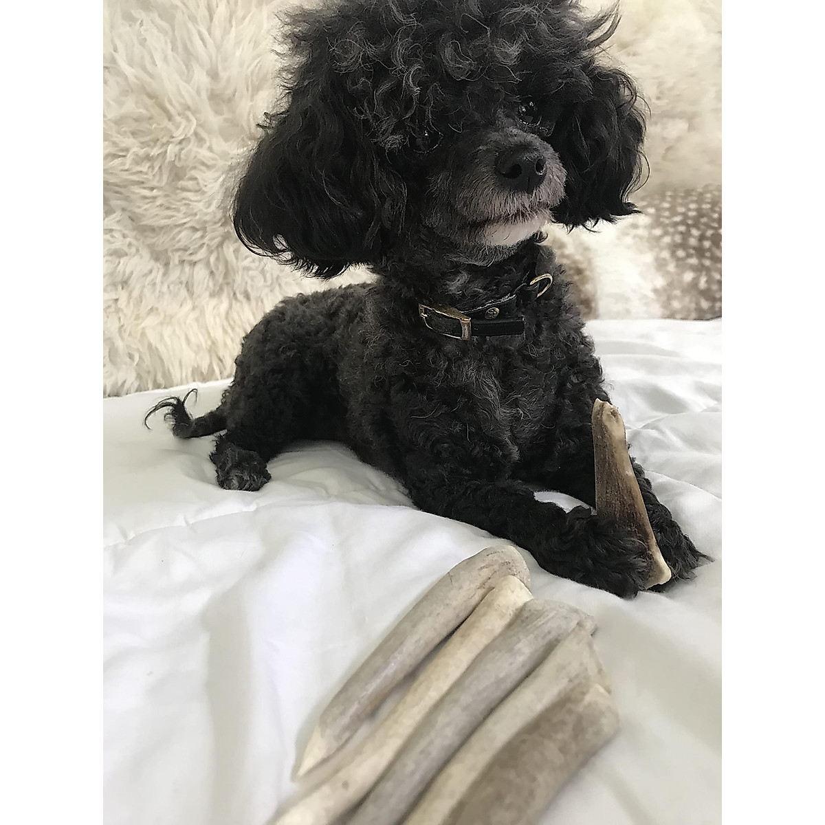 Deer Valley Dog Chews (Small 5-7 Inches, 6 Pack) Premium Deer Antler for Small Dogs - Long Lasting Dog Bone for Teething and Chewing - Organic, Odorless, Naturally Shed, USA