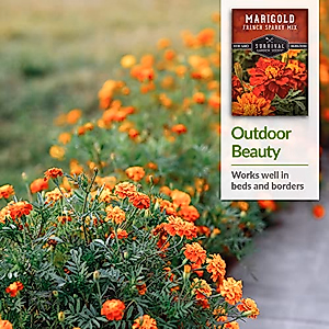 Survival Garden Seeds - French Sparky Marigold Seed for Planting - 3 Packs with Instructions to Plant and Grow Large Tagetes Patula Flowers in Your Home Vegetable Garden - Non-GMO Heirloom Variety