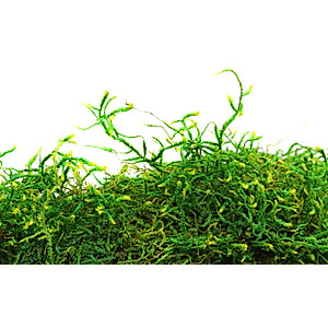 SuperMoss (25322) Forest Moss Preserved, Fresh Green, 8oz