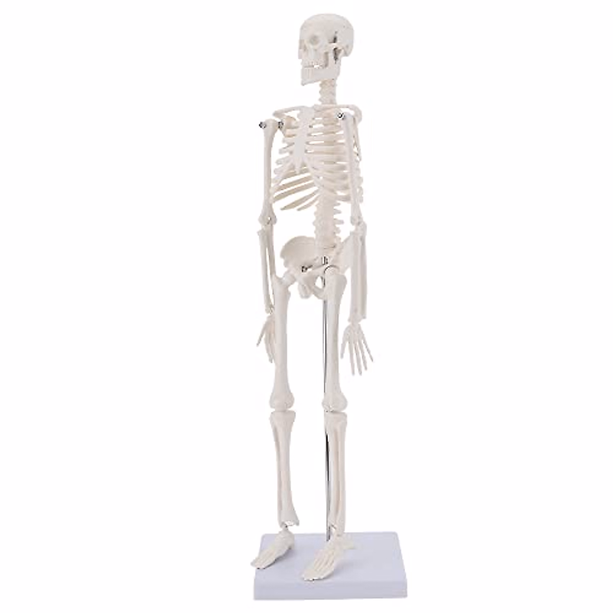 MIIRR Human Skeleton Anatomical Model, 17.7'' Mini Size Medical Skeleton Model with Movable Arms and Legs, Easy to Carry and Display for Anyone Study and Teaching