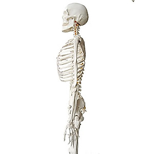 Wellden Medical Anatomical Human Skeleton Model, 170cm, Life Size, w/Nerves, Vertebral Arteries, Stand Included