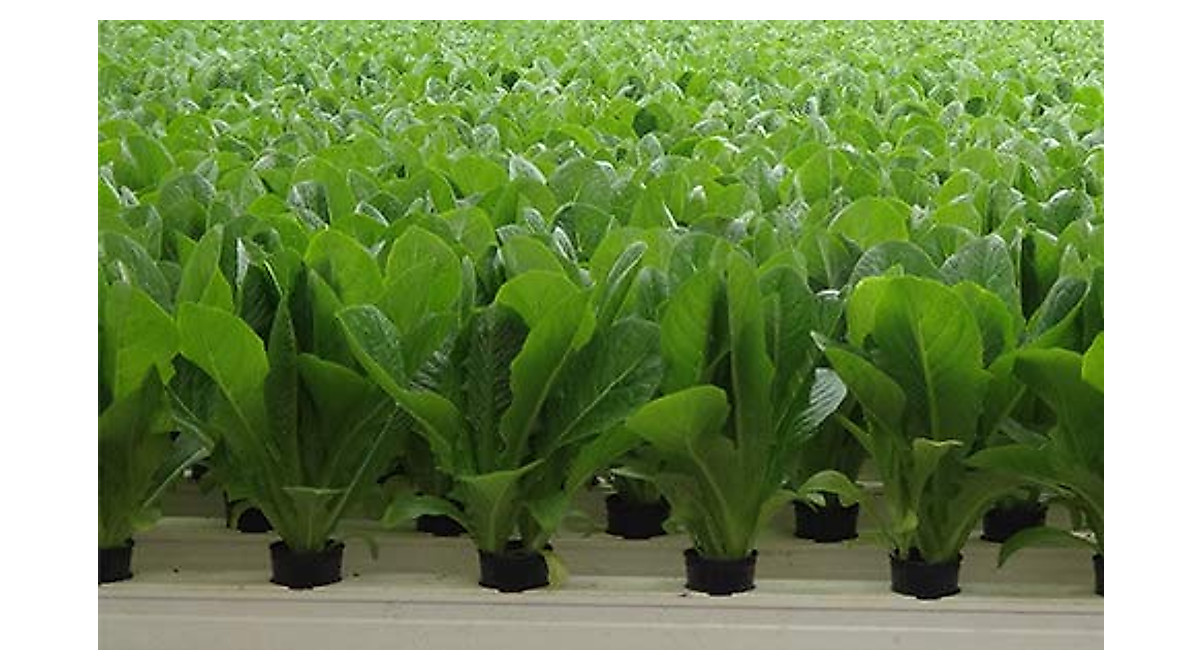 Rockwool Starter Plugs for Hydroponics | Rapid Root Growth