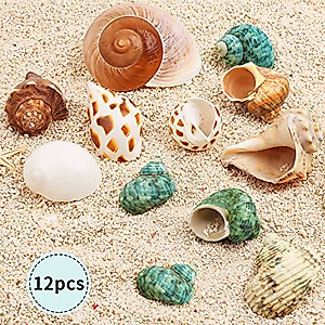 Giftvest Hermit Crab Shells Medium and Large 12PCS Growth Turbo Seashells Saltwater Hermit Crab Shells Medium Sea Shell for Hermit Crabs Hermit Crab Supplies