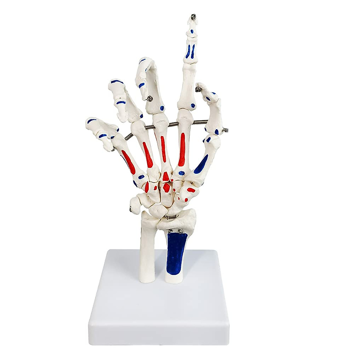 Merinden Life Size Skeletal Hand Model with Wrist, Ulnaand Radius, Articulated Hands Skeleton Secured with Wire, Hand Joint Model Palm Bone Anatomical Muscle Start and End Point Tag Recognition