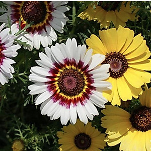 "Painted Daisy" Flower Seeds for Planting, 500+ Flower Seeds Per Packet, (Isla's Garden Seeds), Non GMO & Heirloom Seeds, Scientific Name: Chrysanthemum Carinatum
