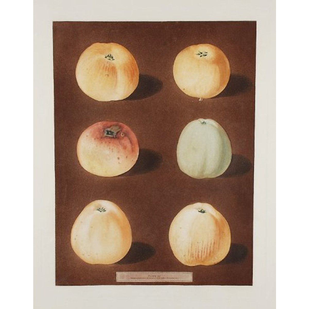 [Apples] [Striped Holland Pippin; Marygold Apple; Sullenworth's Rennet Apple; Beauty of Kent]