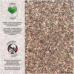 Seed Needs, Sensitive Plant Seeds for Planting (Mimosa pudica) Heirloom & Open Pollinated - Leaves React to Touch! (2 Pack)