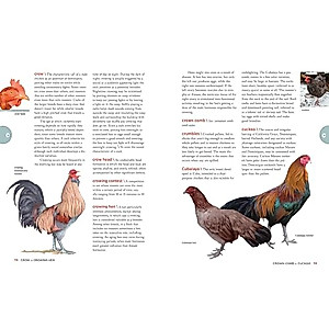 The Chicken Encyclopedia: An Illustrated Reference