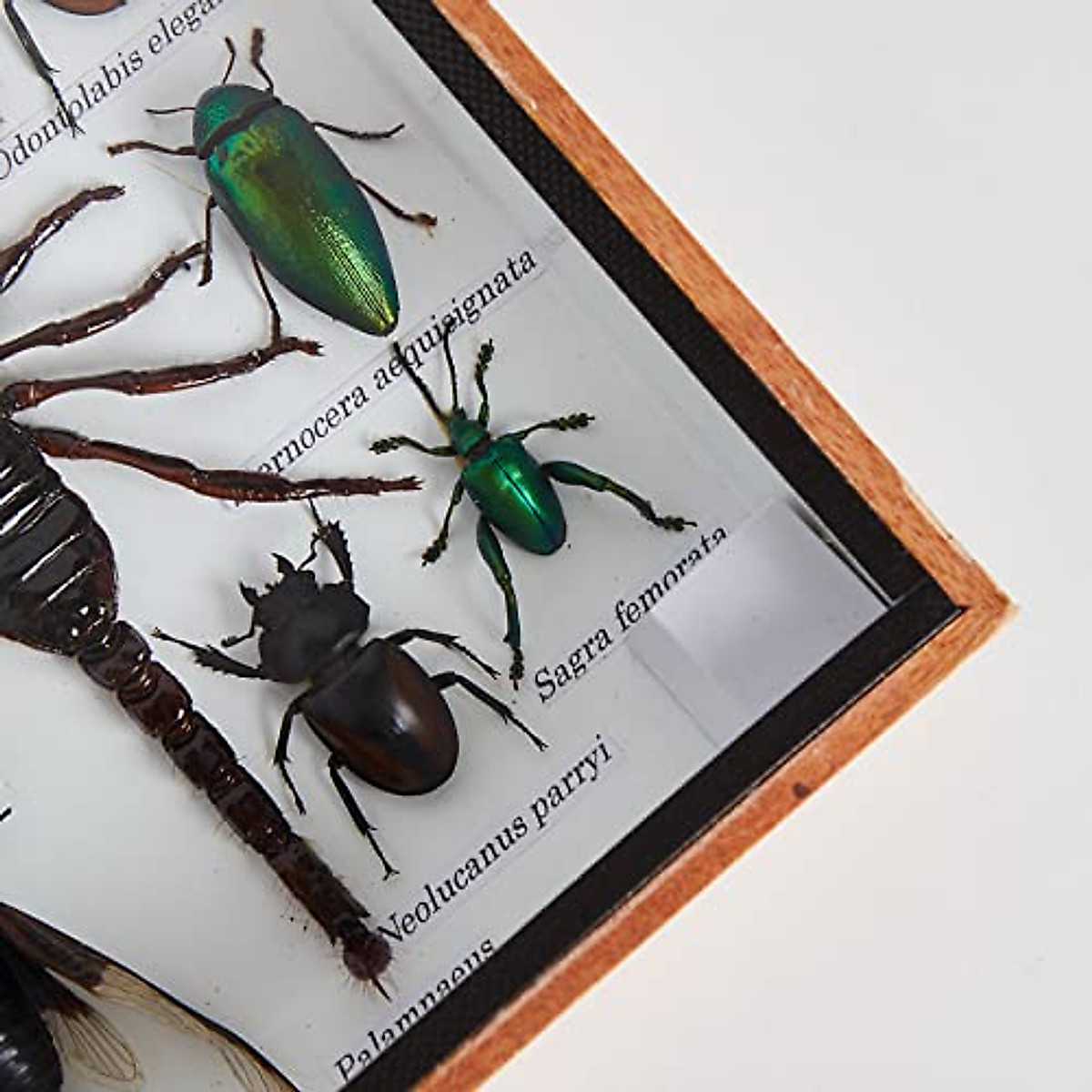 9 Real MIXS Very Rare Insect Taxidermy Set in Boxes Display for Collectibles