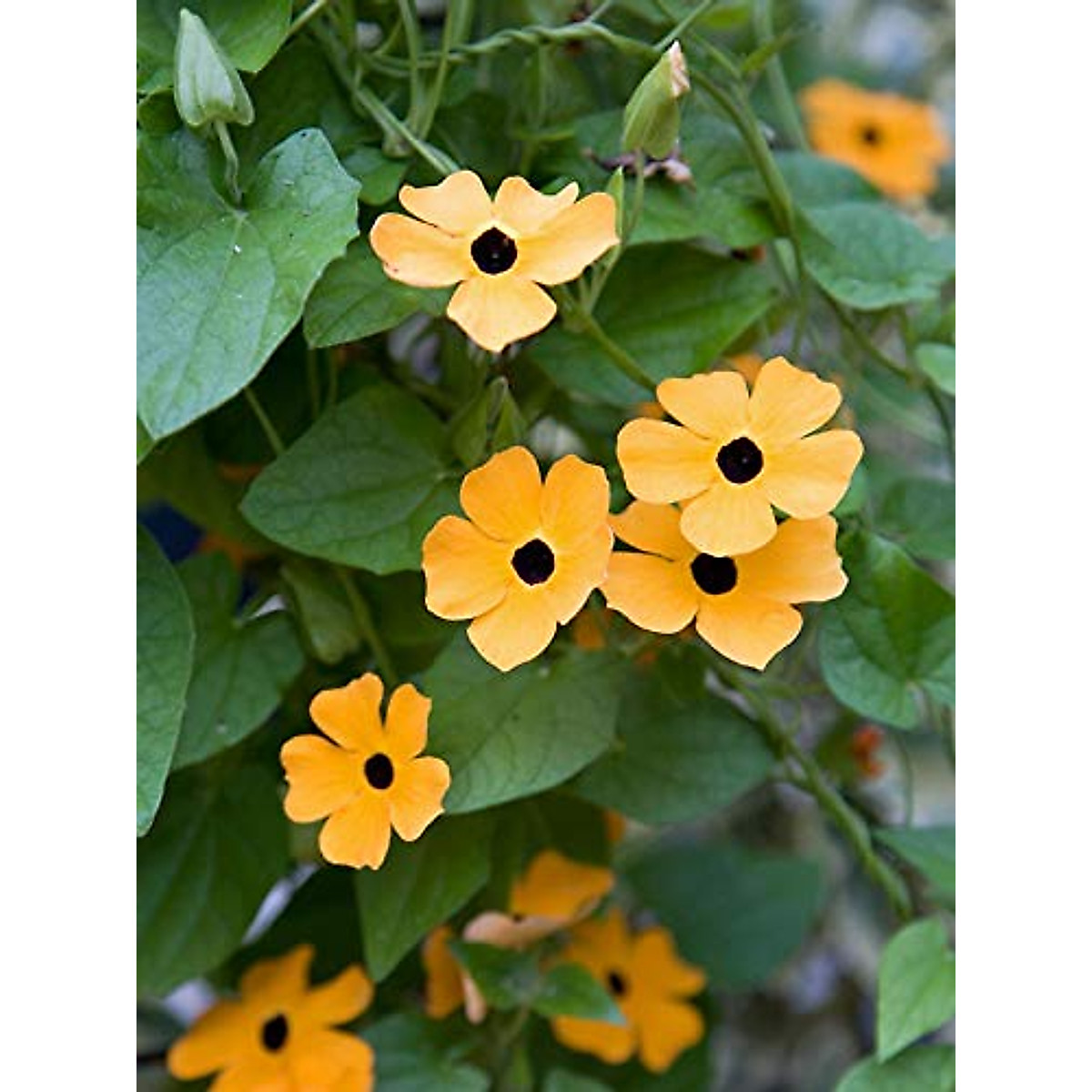 Black Eyed Susan "Vine" Flower Seeds for Planting, 25+ Heirloom Seeds Per Packet, (Isla's Garden Seeds), Non GMO Seeds, Botanical Name: Thunbergia alata, Great Home Flower Garden Gift