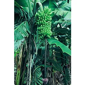 1 LIVE PLANT Goldfinger Dwarf Banana Tree - RARE Desert Banana 3 to 8 inch tall
