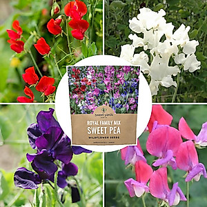 Sweet Pea Seeds Royal Mix - Bulk 1 Ounce Packet - Over 350 Seeds - Large Fragrant Lavender, Purple, Red, Pink and White Blooms
