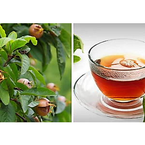 Yerbero - Te Herbal Hojas De Nispero 2oz (58gr) Herbal Tea (Loquat Leaves Tea) Stand Up Resealable Bag Crafted By Nature100% All Natural Fresh Tea Tea | Non-GMO |Gluten-free.