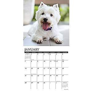 Willow Creek Press Westies Monthly 2024 Wall Calendar (12" x 12")