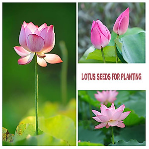 35+ Bonsai Lotus Flower Seeds for Home Planting Ornamental, Mixed Pink & Red Flower, Aquatic Plant for Courtyard, Hotel, Goldfish Pond, Water Lily Seeds