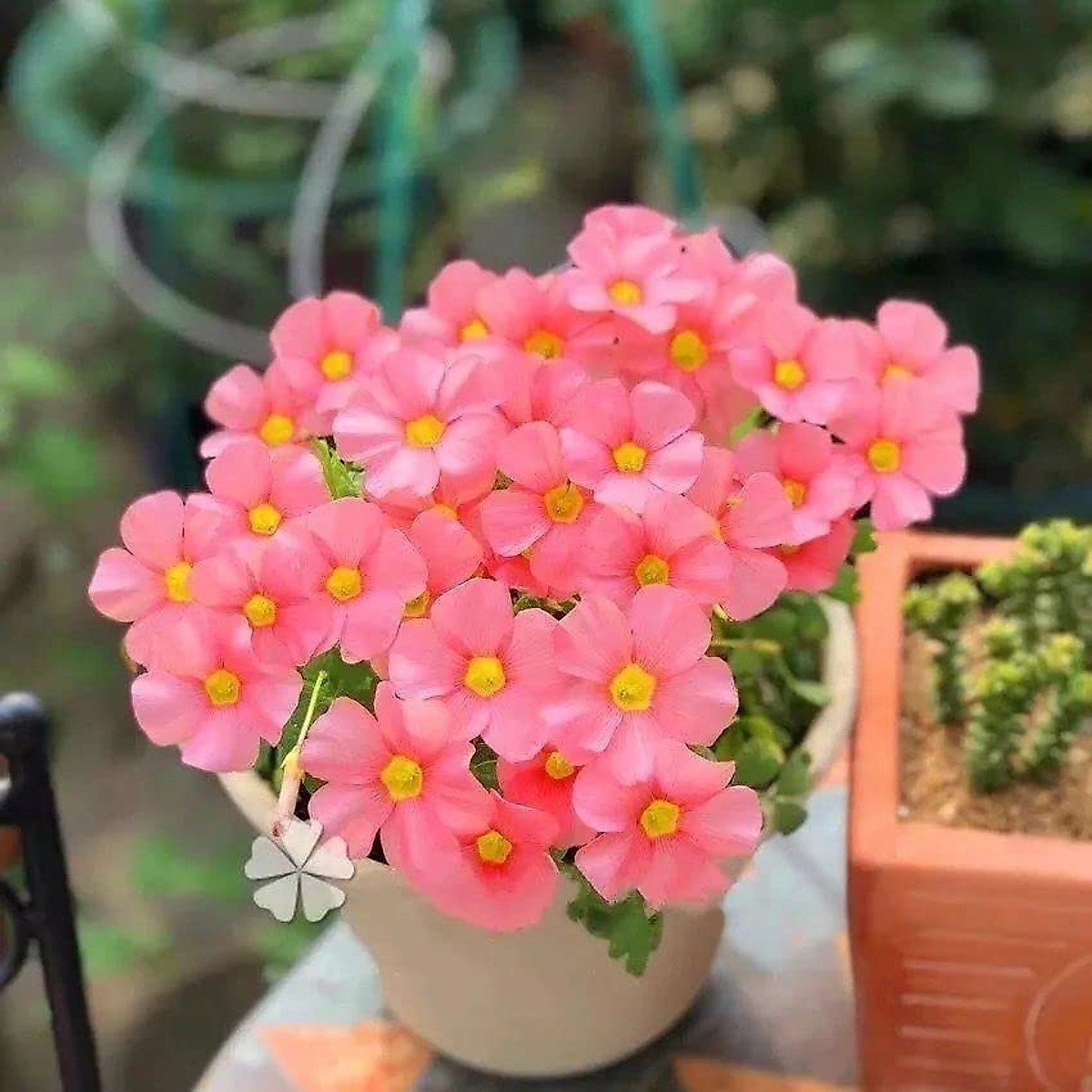 Oxalis Iron Rubra Bulbs: Easy Good Luck Plant for Indoors/Outdoors