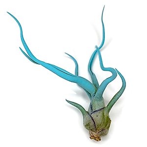 Bulbosa Air Plant, Guatemala Tillandsia Live Airplant, Healthy Arrival Guaranteed, Great Indoor Plant, Home Decor & Gift (Jade)