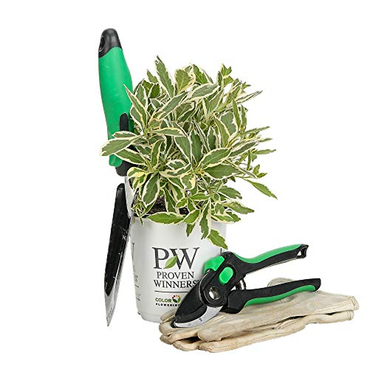 4.5 in. Quart My Monet Purple Effect (Weigela) Live Plant, Purple Flowers