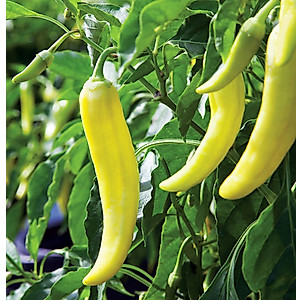 Banana Pepper Seeds for Planting, 100+ Heirloom Seeds Per Packet, (Isla's Garden Seeds), Non GMO Seeds, Other Name: Yellow Wax Pepper/Banana Chilies, Scientific Name: Capsicum annuum