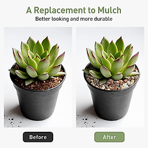 GASPRO 5lbs Lava Rocks for Plants, 1/5 Inch Pea Gravel for Succulent, Pots Indoor, Terrarium, Cactus, Bamboo, Bonsai Tree, Top-Dressing, Mixed Color Volcanic Rocks, Good Drainage