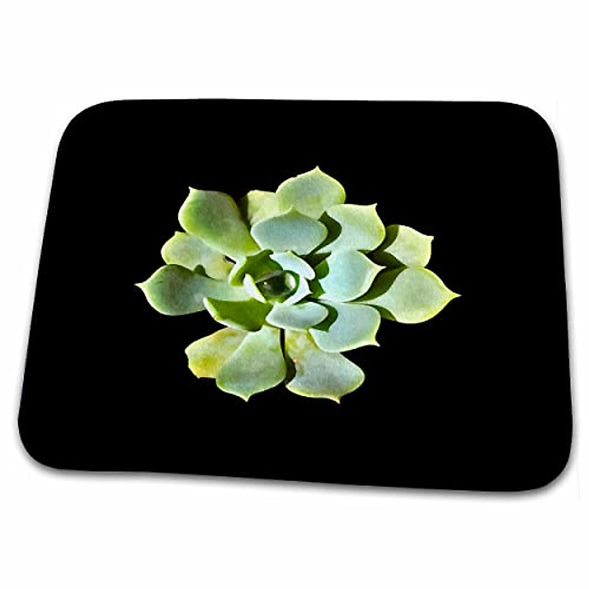 3dRose Succulent Echeveria Garden Plant Cut Out - Dish Drying Mats (ddm-364739-1)
