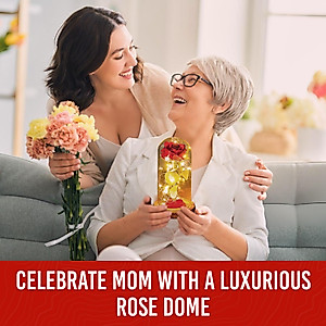 Norcalway Rose in Glass Dome with 6hr Timer - Beauty and The Beast Rose Decor in a Glass Dome for decorations-Premium Gift for anyone