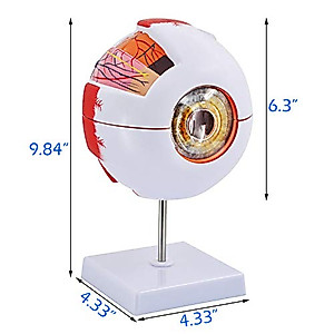 Eye Anatomy Model, 6X Enlarged Eyeball Model, Human Eye Anatomical Model for Science Education Students Study Display Medical Teaching, with Removable Stand