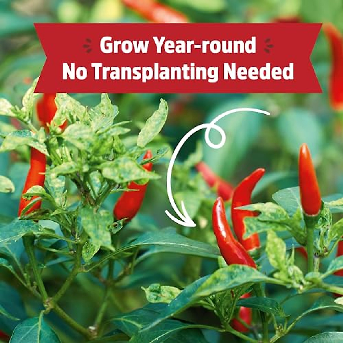 Back to the Roots Non-GMO Chili Planter, Grow Organic Chili Peppers Year Round, Windowsill Grow Kit, Top Gardening Gift, Holiday Gift, & Unique Gift