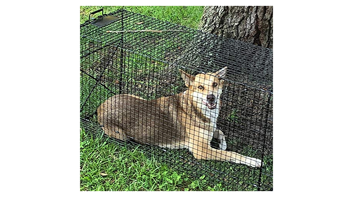 Humane 50" Folding Live Animal Trap - Safe & Effective