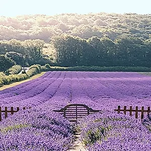5000+ Provence Lavender Seeds Non-GMO Heirloom Garden Home for Planting, Blue