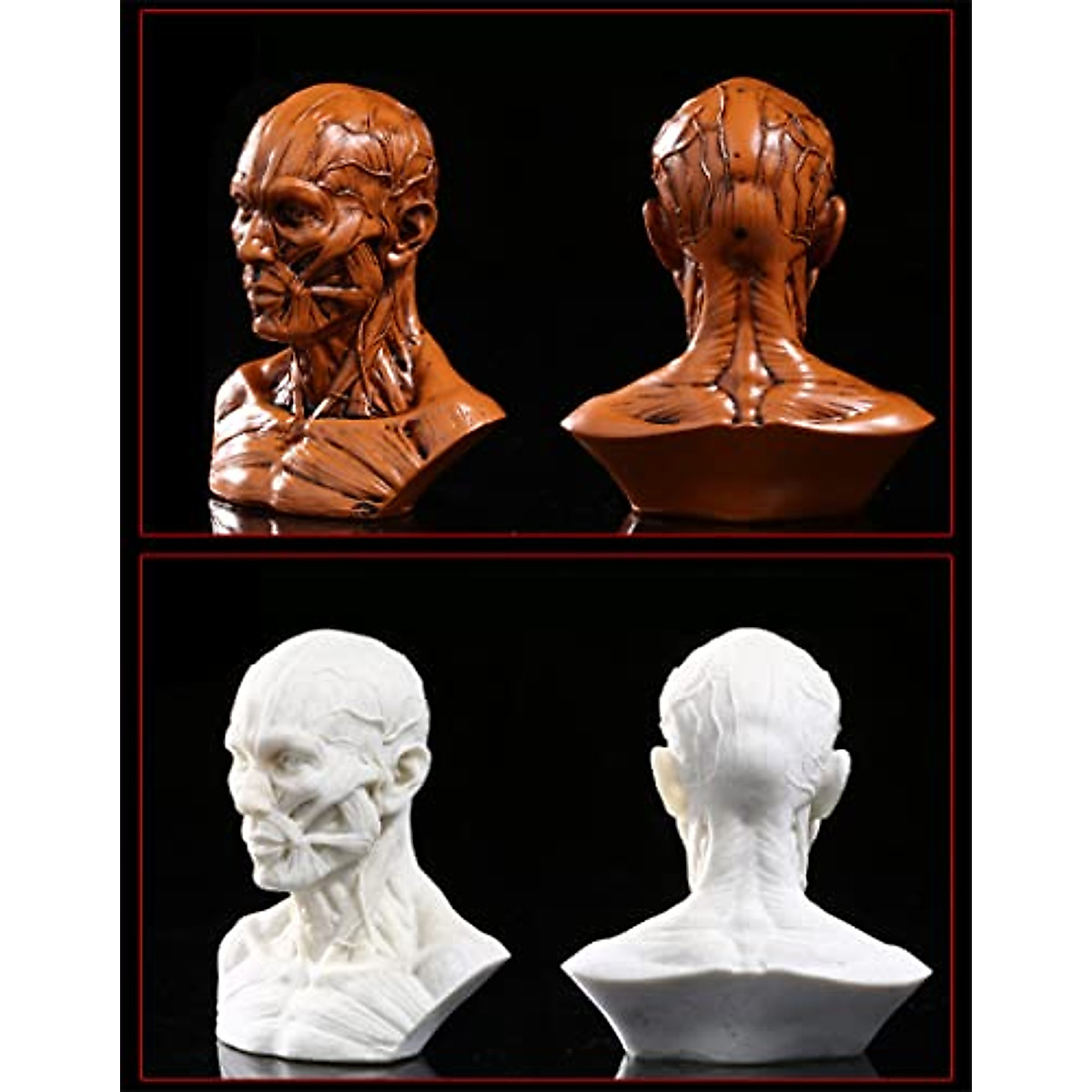 DenFactory Human 10cm Muscle Skeleton Head Model Muscle Head Skull Anatomy Sculpture Art Sketch Learning Supplies (Amber White Resin)