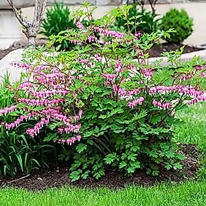 GARDENS 60 Pcs Mix Bleeding Heart Seeds for Planting Non-GMO Flower Seeds for Home Garden Decor Easy to Grow