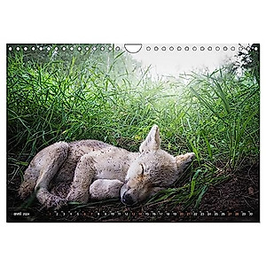 The little grey wolves (Wall Calendar 2024 DIN A4 Landscape), CALVENDO 12 Month Wall Calendar